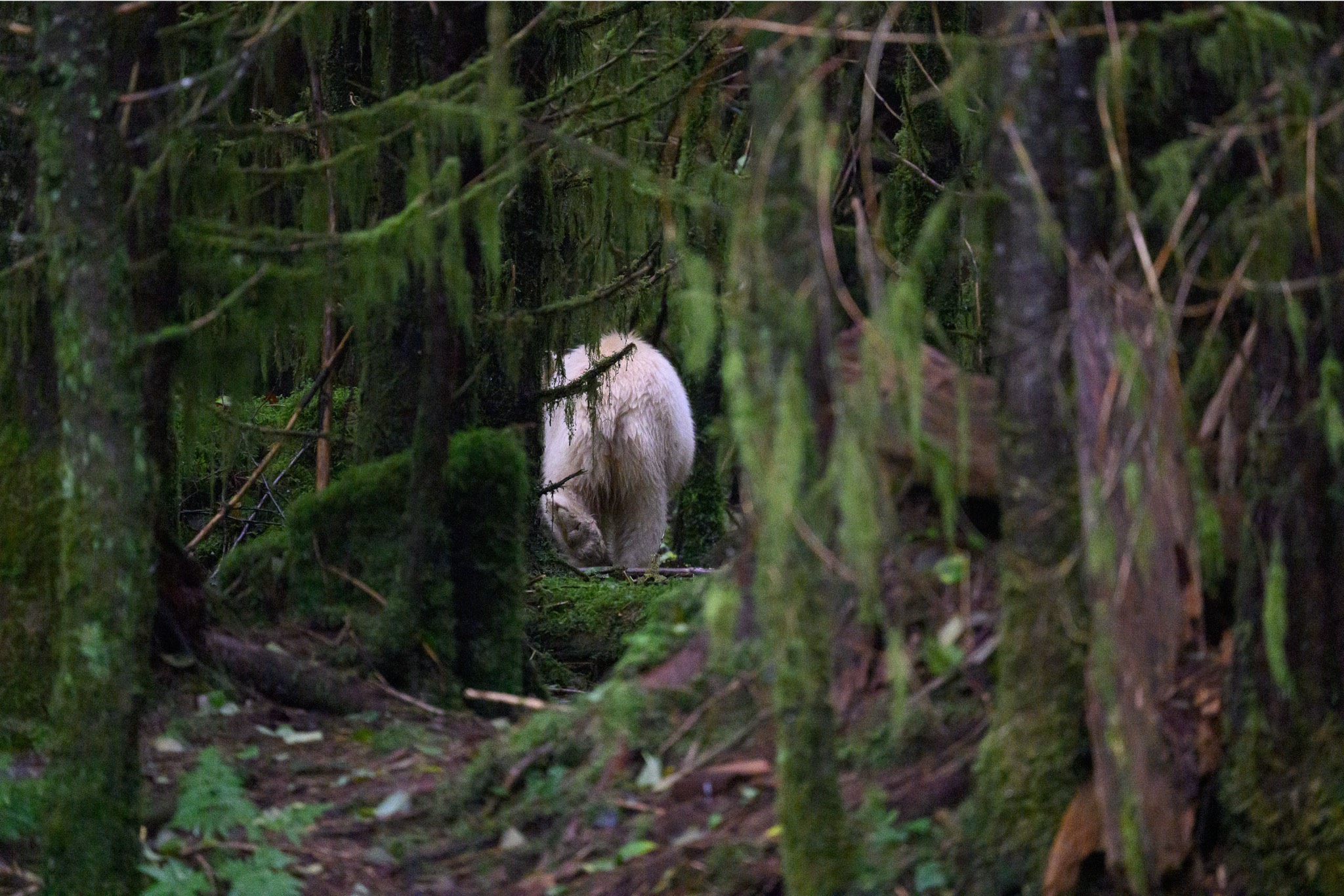 Spirit Bears of the Great Bear Rainforest in BC